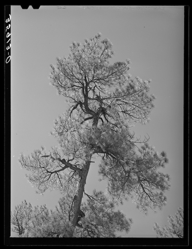 Día en blanco – Carlos Chávez